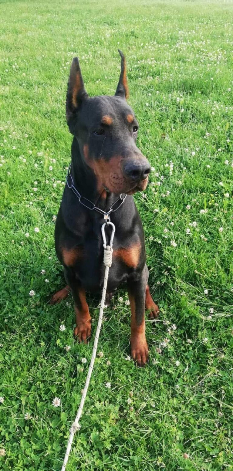 Doberman Stud Service - Christian Dobermans